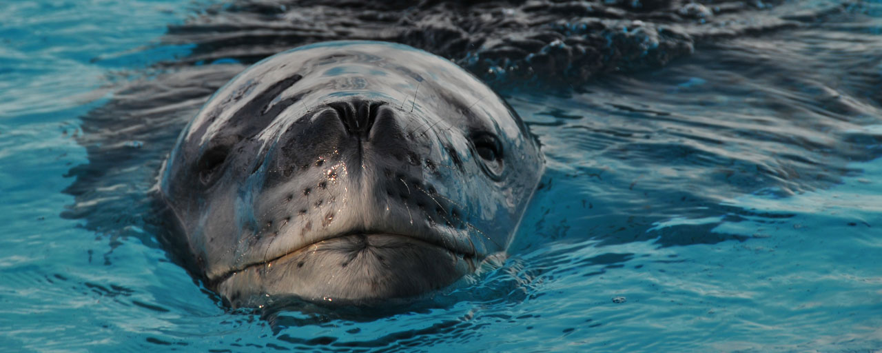 Léopard des mers – rencontrer, voir, observer, plonger, nager, photo ...
