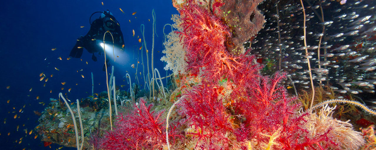 Plongée Mer Rouge, Voyage, séjour et croisière plongée en Mer Rouge ...